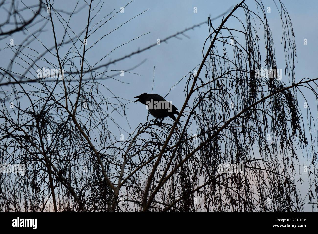 Kingdom of Saudi Arabia with a night view - Kingdom Tower - Riyadh ...