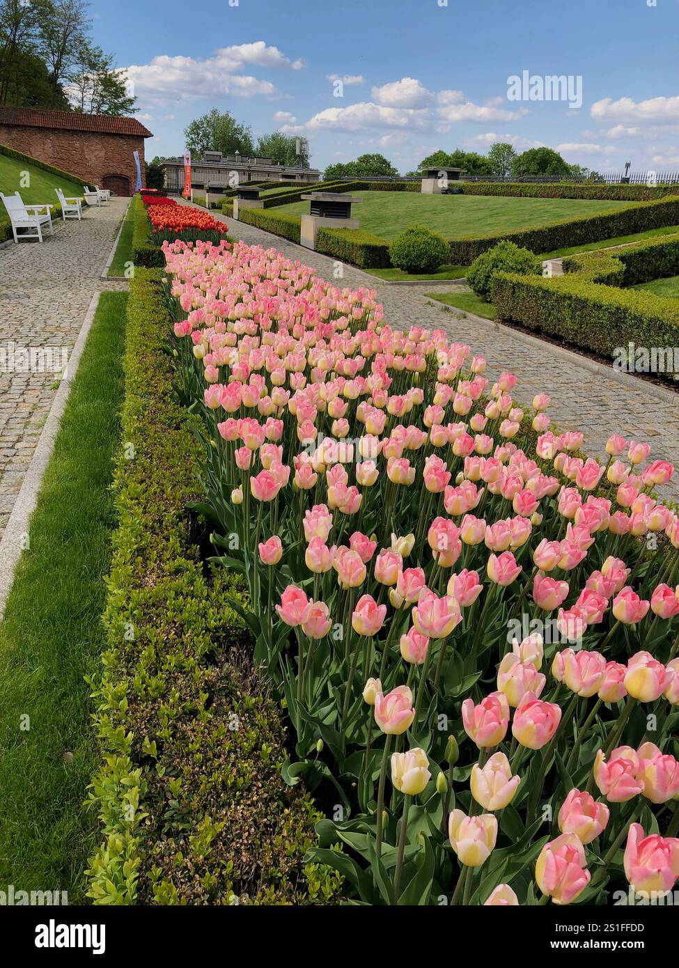 A garden features rows of tulips in full bloom, bordered by hedges and ...