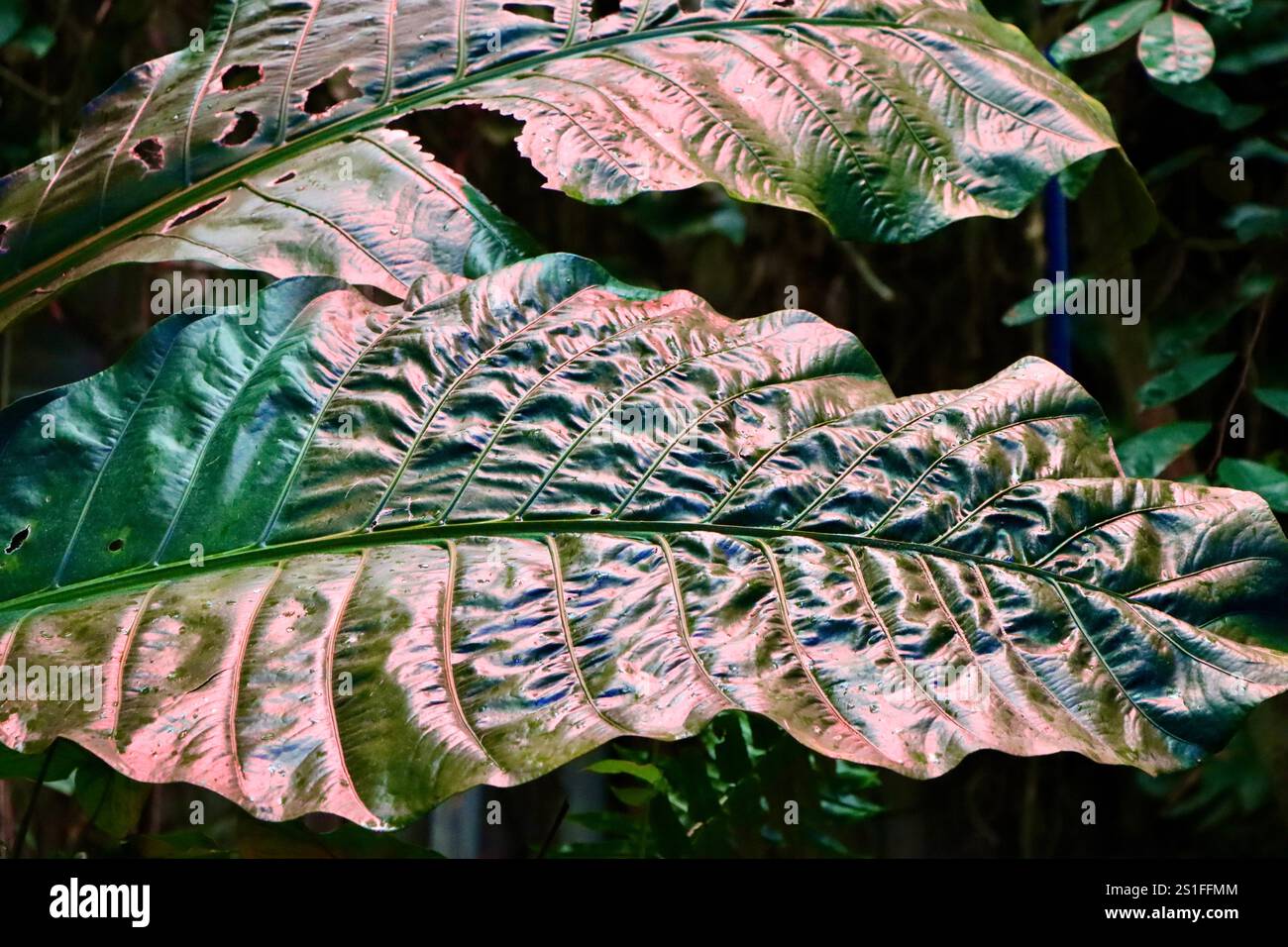 Decorative huge leaves at Glasshouses at Cleveland Botanical gardens in ...