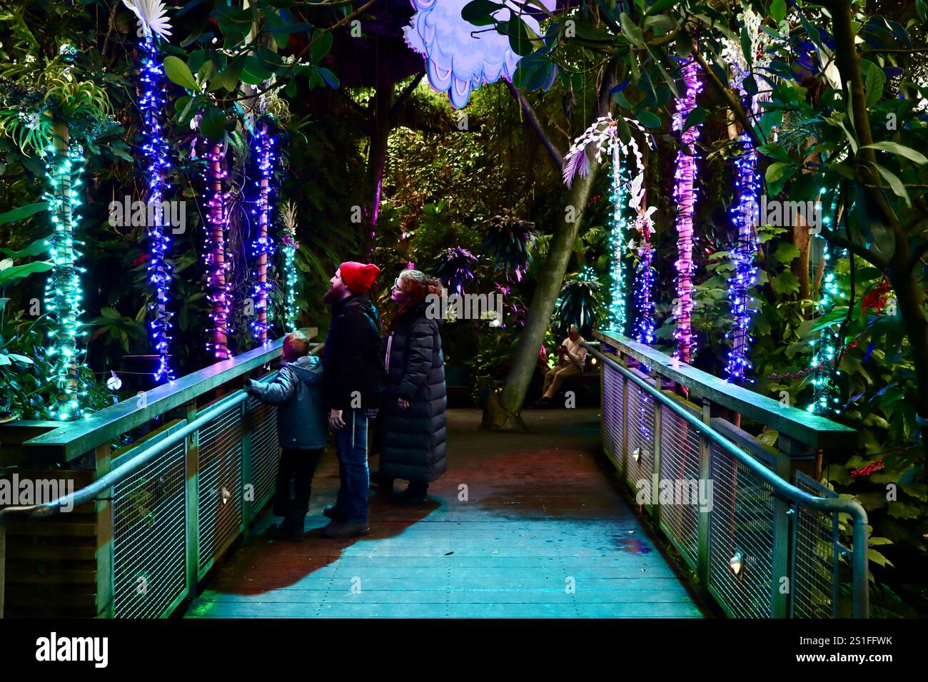 A bridge with Christmas lights on palm trees at Glasshouses of ...
