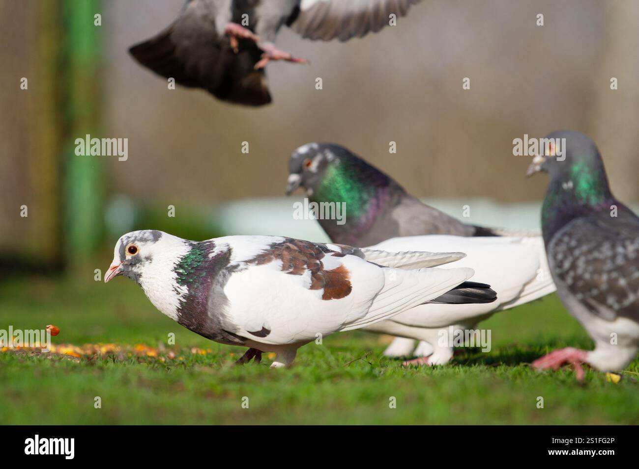 Pigeons eat on grass hi-res stock photography and images - Alamy