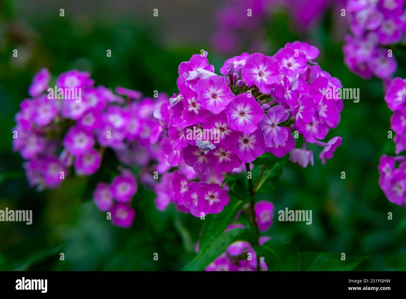 Delicate clusters of pink phlox flowers with white centers flourish in ...