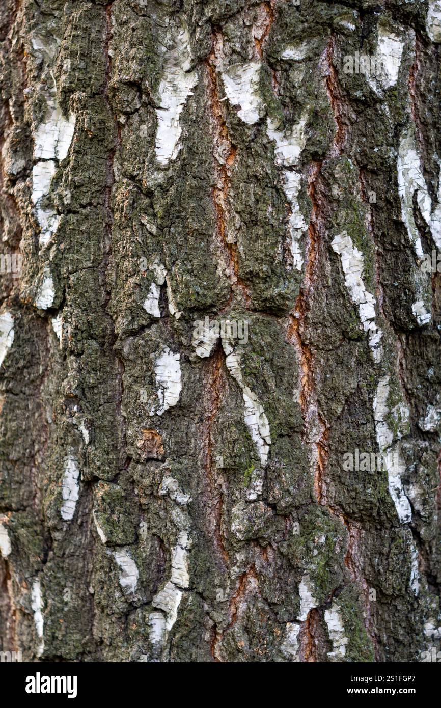 A close-up view reveals the intricate texture and patterns of tree bark. The rugged surface ...