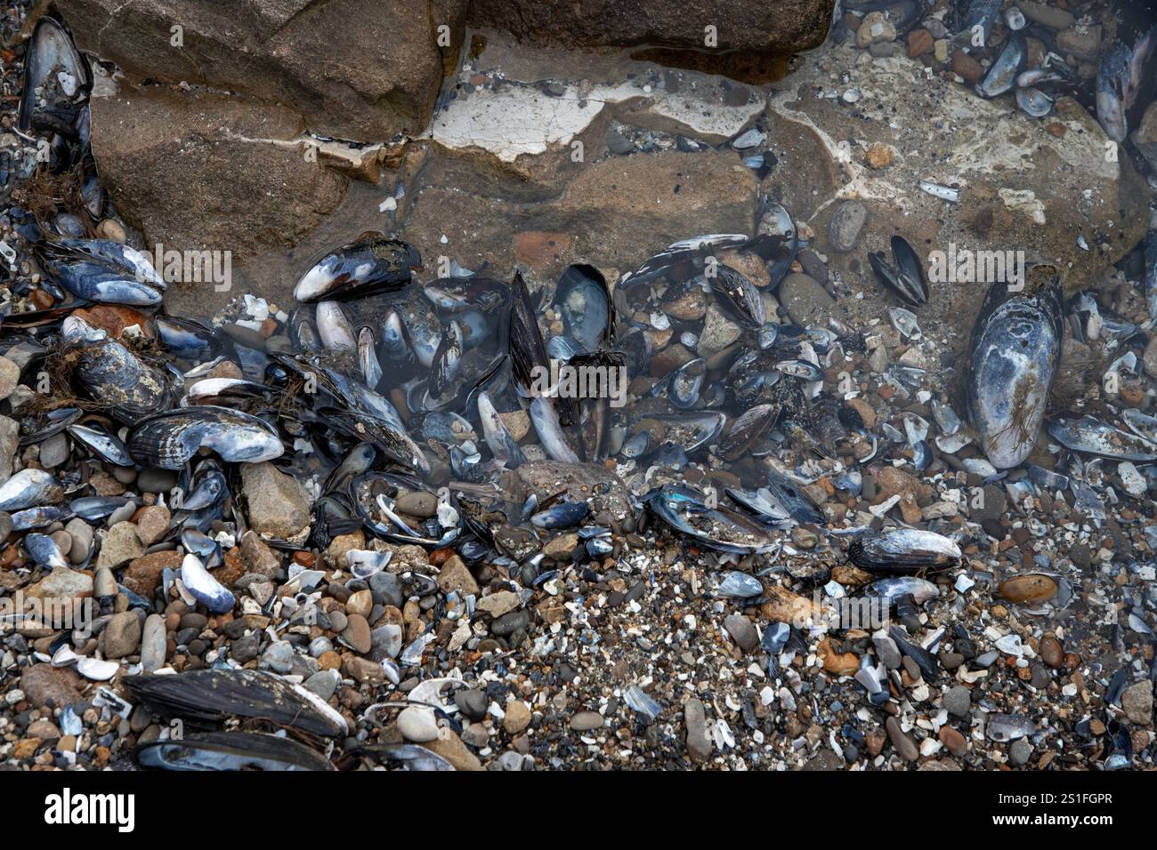 Pile of blue mussell shells hi-res stock photography and images - Alamy
