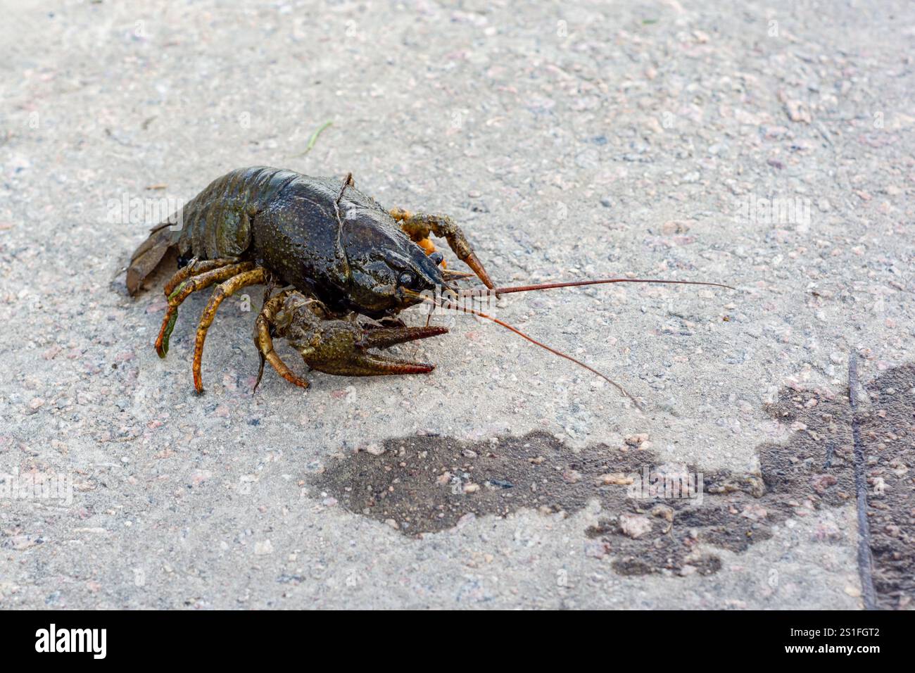 A crawfish is navigating along a textured, gray pavement. Its robust ...
