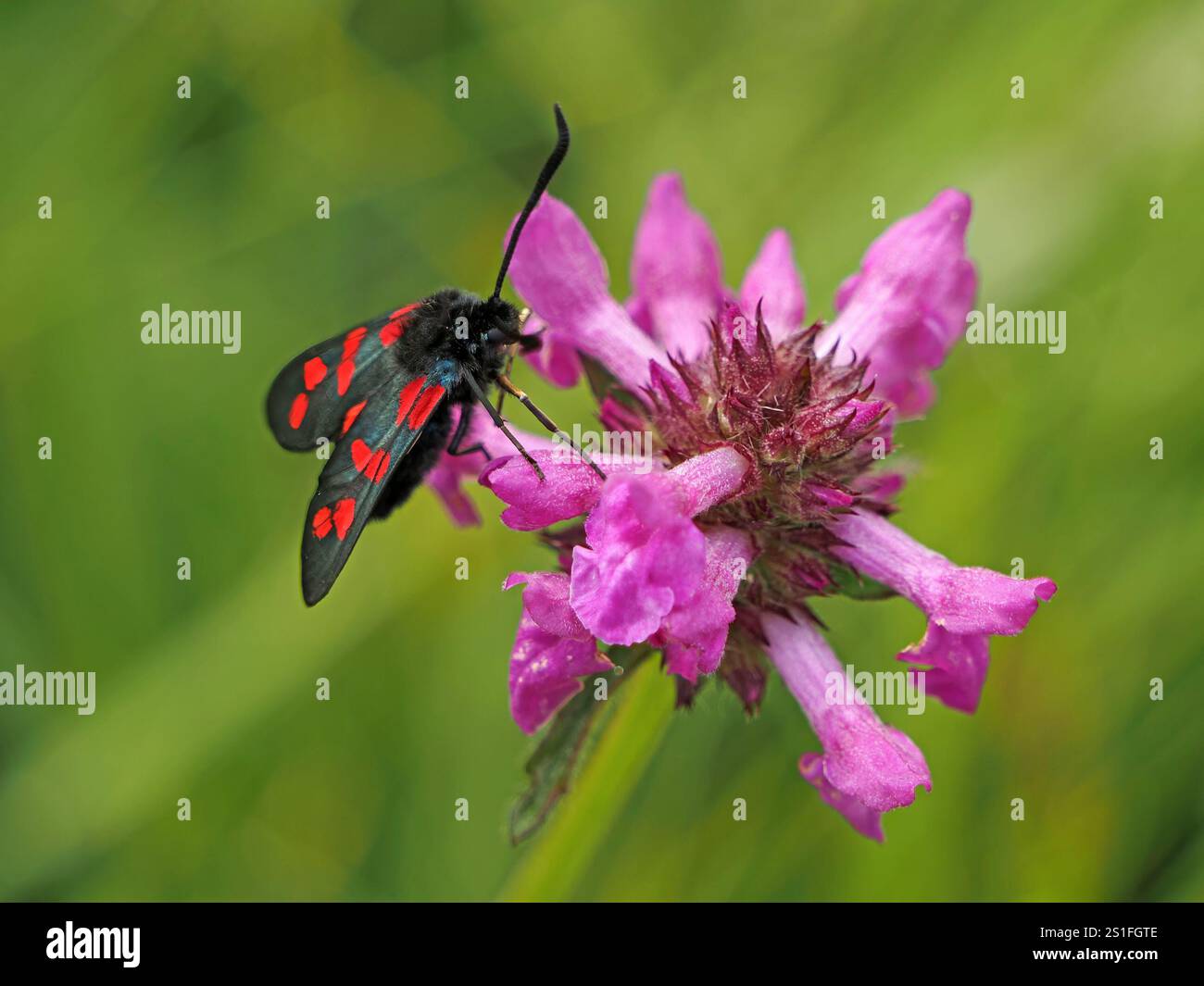 black and red Six-spot Burnet Moth (Zygaena filipendulae) feeding on ...