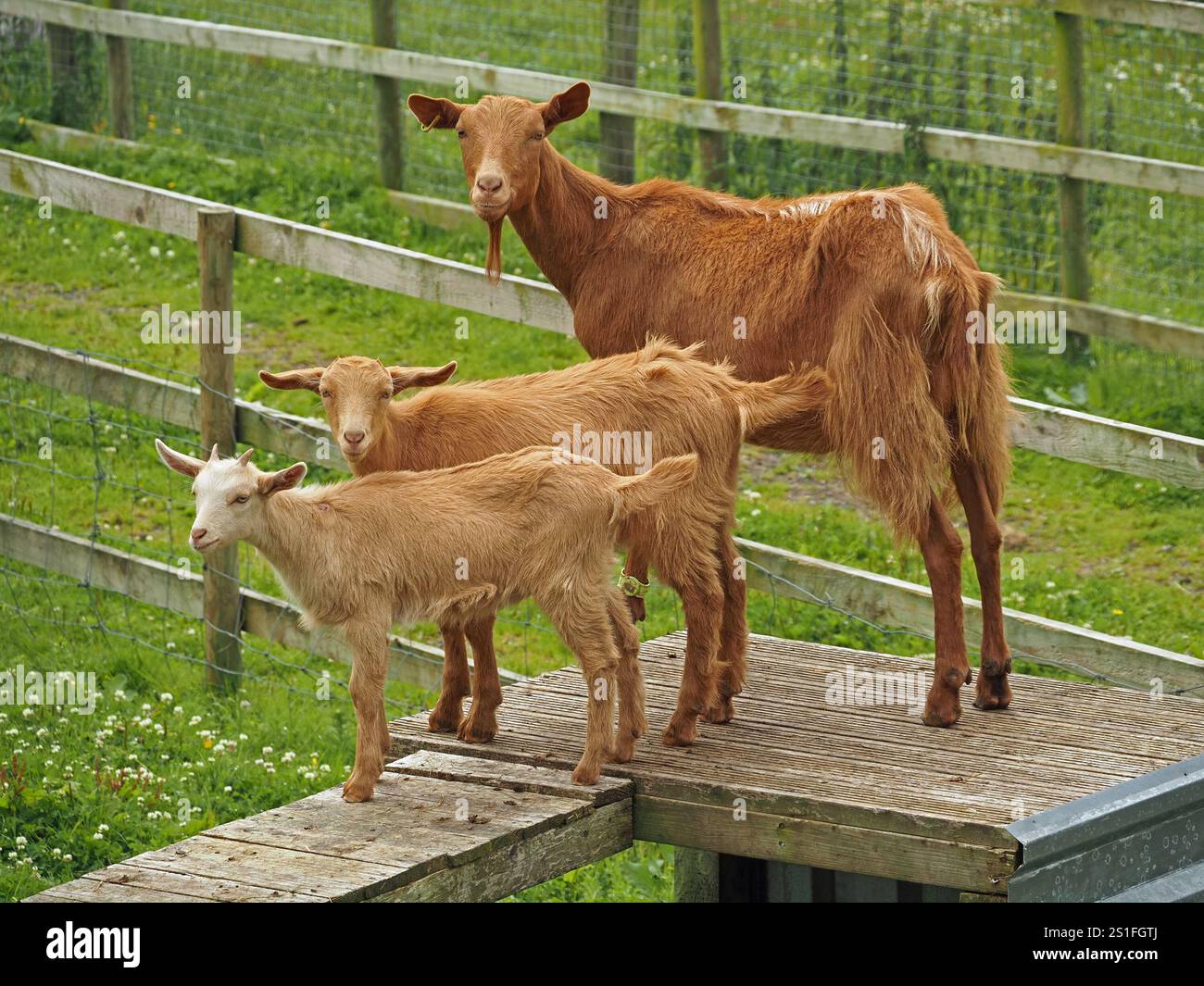 three brown farm goats - bearded mother and two sibling kids - standing ...