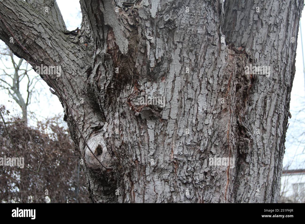 The close-up view highlights the intricate textures and aging patterns of tree bark, revealing ...