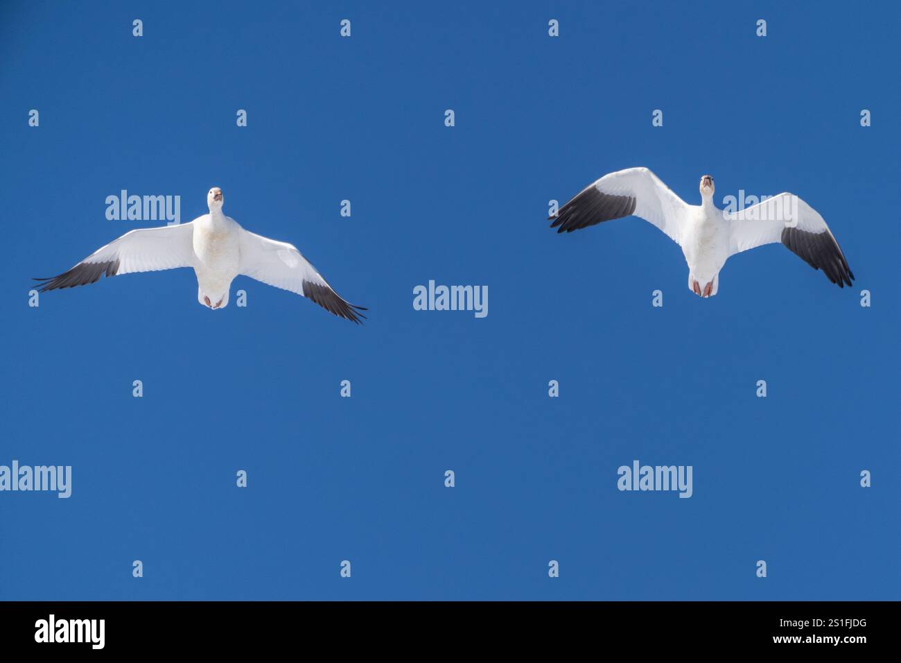 Flock geese against background hi-res stock photography and images - Alamy