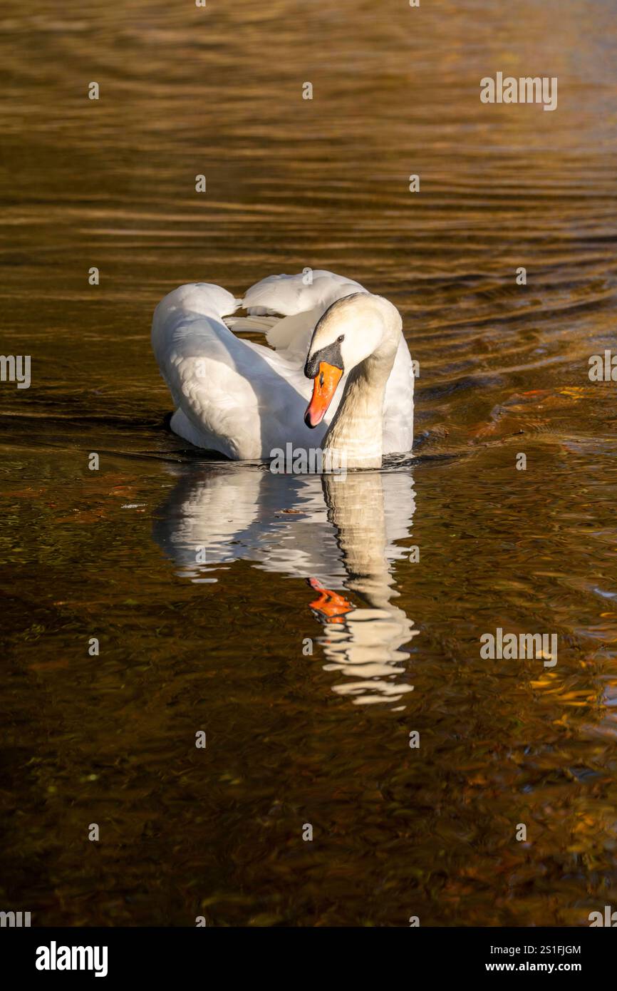 Schwan auf der Ruhr, Baldeneysee, Essen, Spiegelung, NRW, Deutschland ...