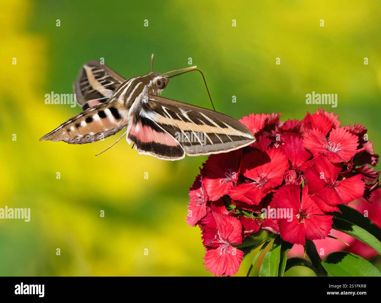 A White-lined Sphinx Moth pollinating a red Sweet William flower in a ...