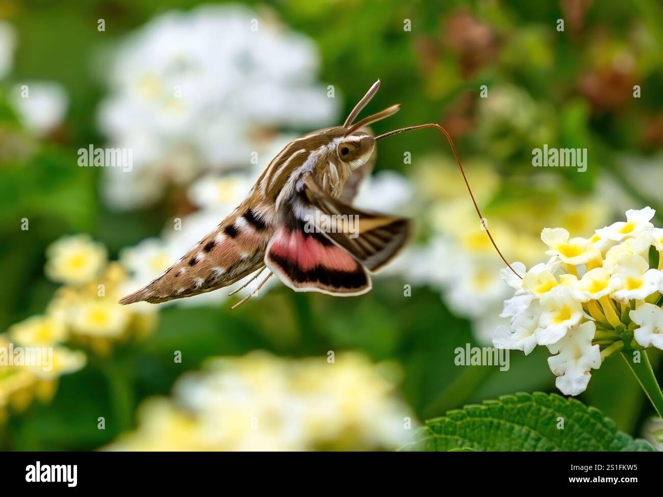A closeup profile of a White-lined Sphinx Moth (Hyles lineata) with its ...