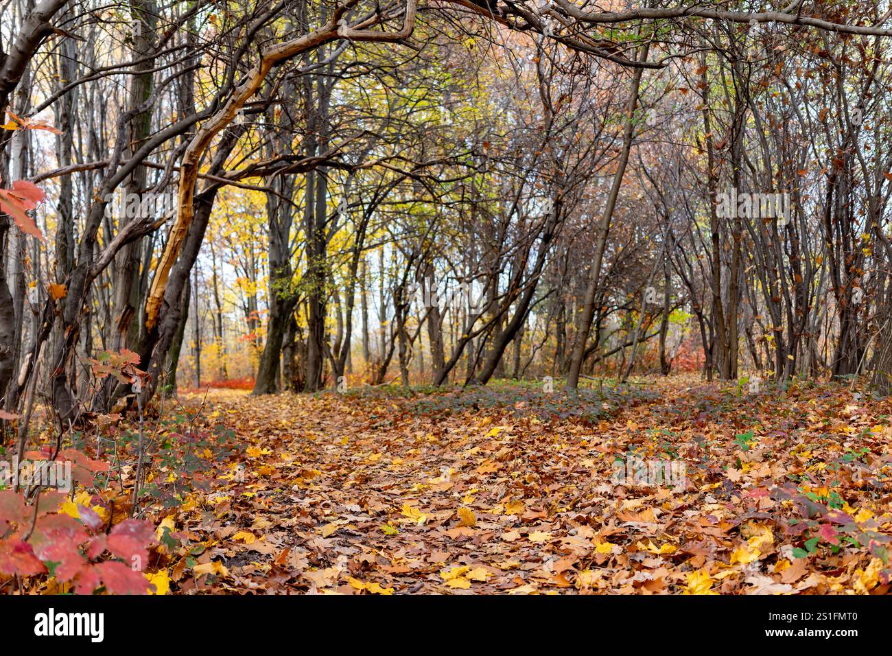 A peaceful forest features a winding pathway covered in fallen leaves ...