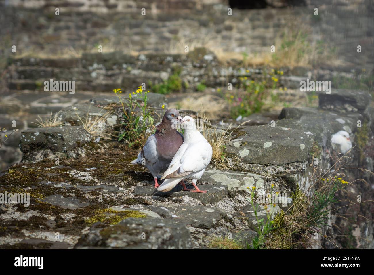 Common pigeons different colours inside walls of castle courting. Conwy ...