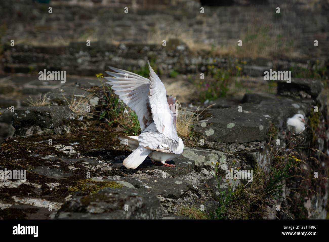 Common pigeons different colours inside walls of castle mating, Conwy ...