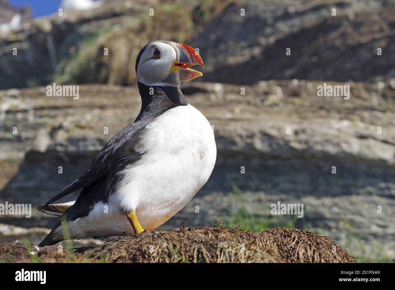 A puffin standing on a rock with its beak open, Hornoeya, Vardoe ...