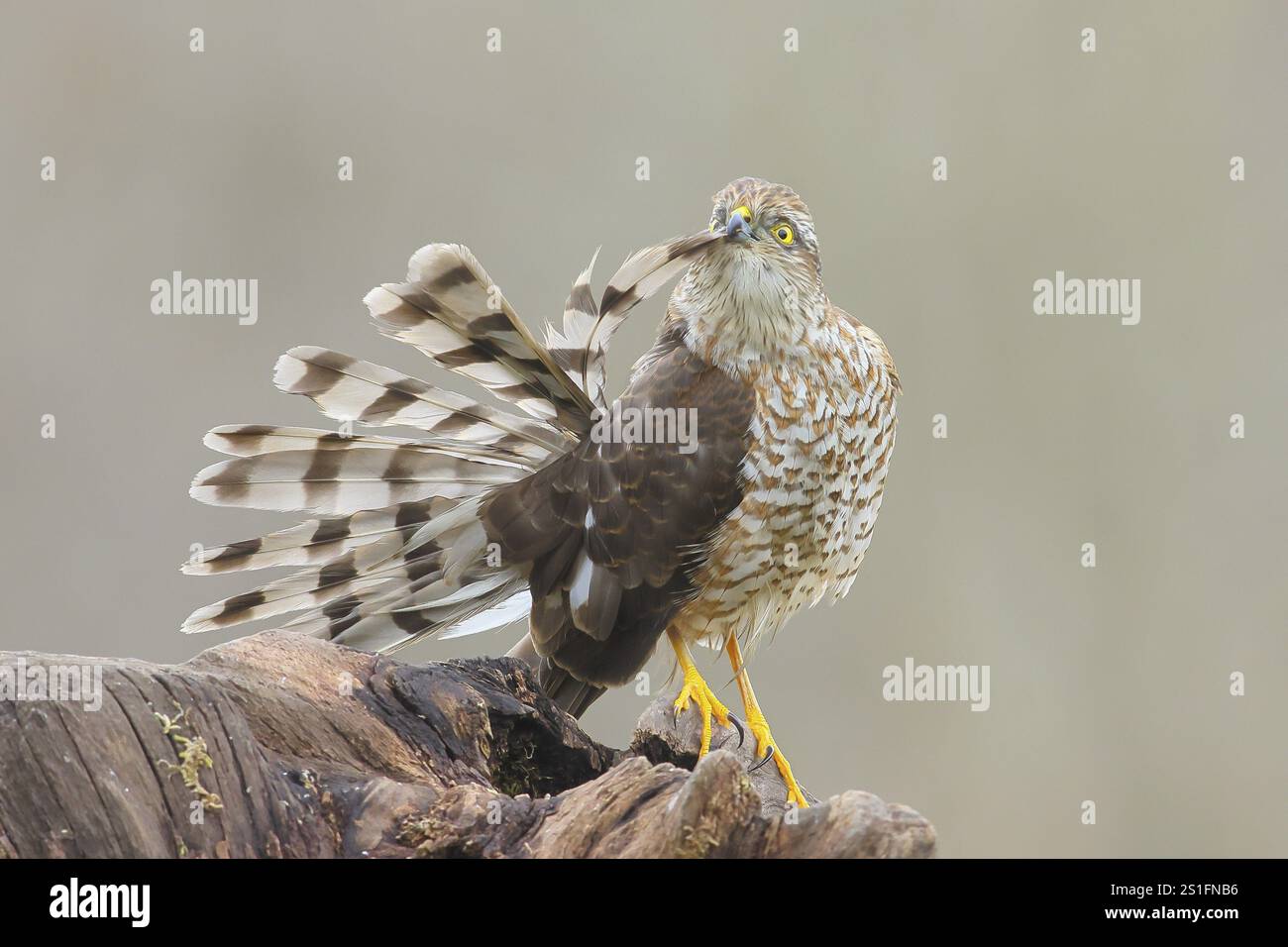 Sparrowhawk (Accipiter nisus) male, sitting on a root, arranging his ...