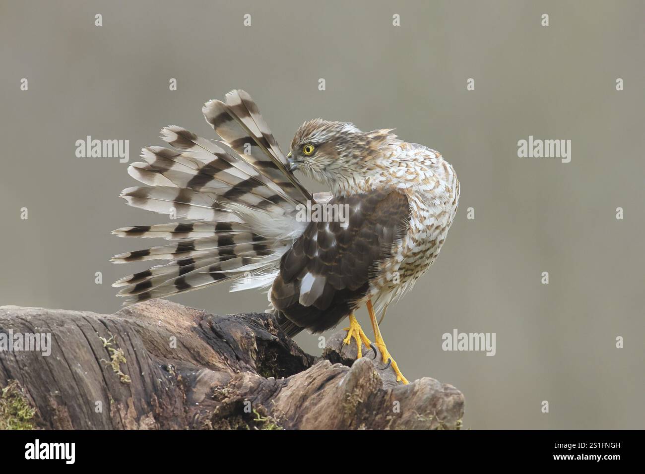 Sparrowhawk (Accipiter nisus) male, sitting on a root, arranging his ...