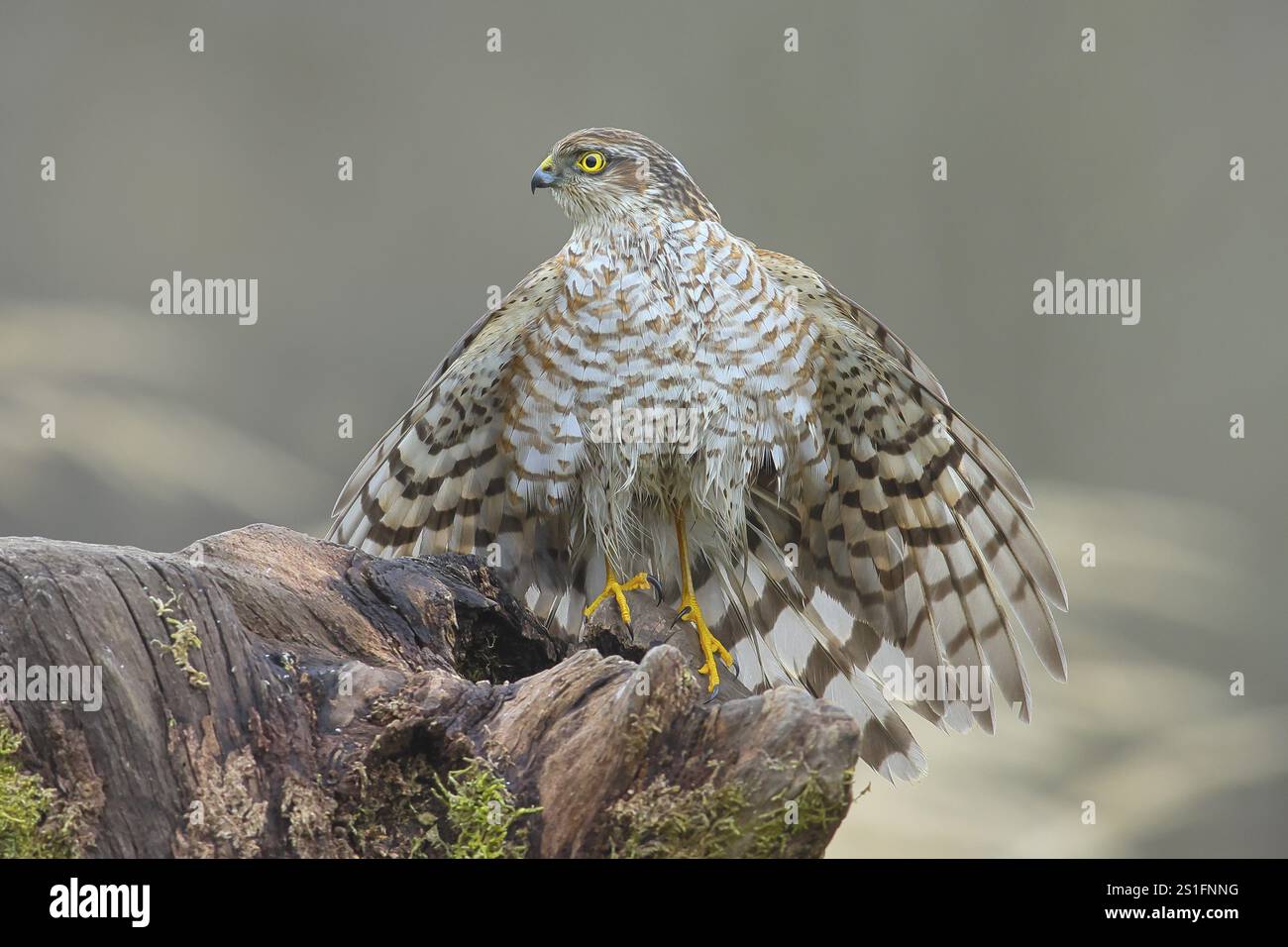 Sparrowhawk (Accipiter nisus) male, plumage drying, sitting on a root ...
