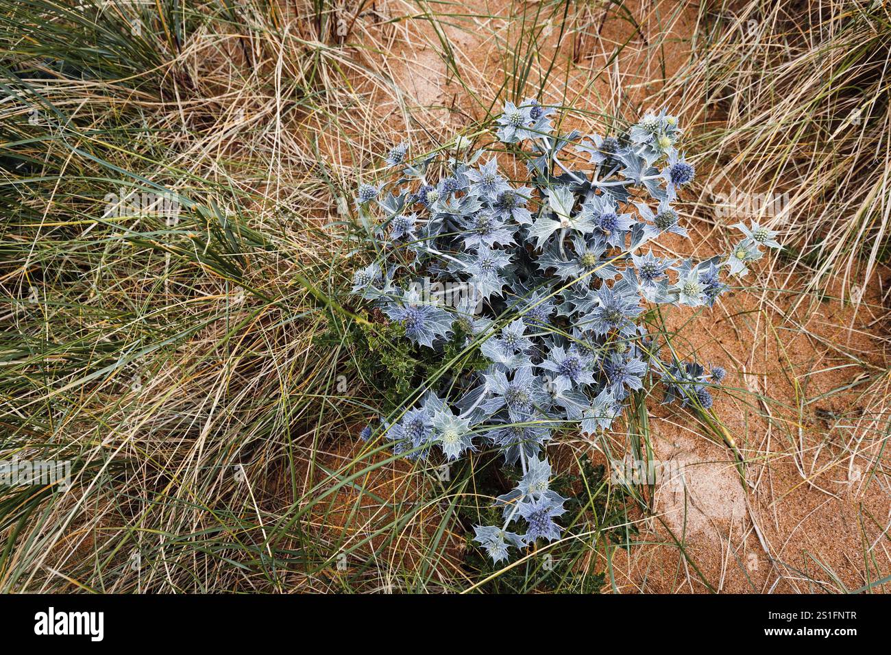 Beach thistle, dune landscape, detail, Boyeeghter Beach, Murder Hole ...
