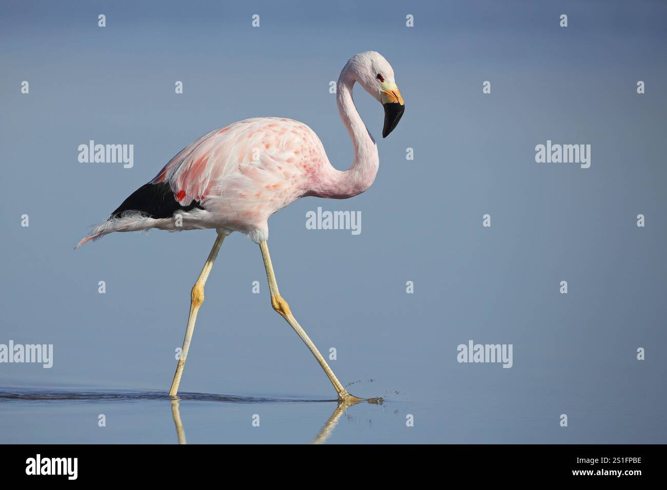 Andean flamingo, Phoenicoparrus andinus Stock Photo - Alamy