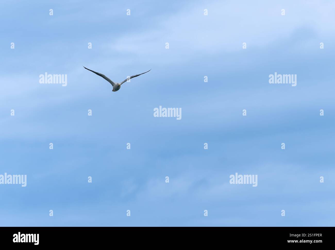 Great Black-back gull flying towards with wings up in V shape Stock ...