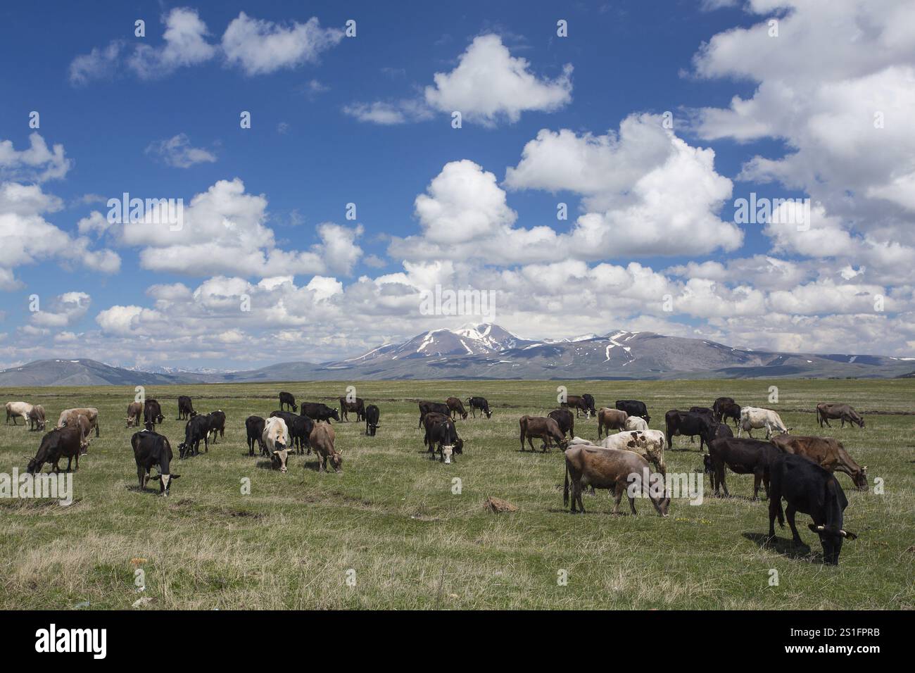 Lesser Caucasus, Cows on pasture, Georgia, Asia Stock Photo - Alamy