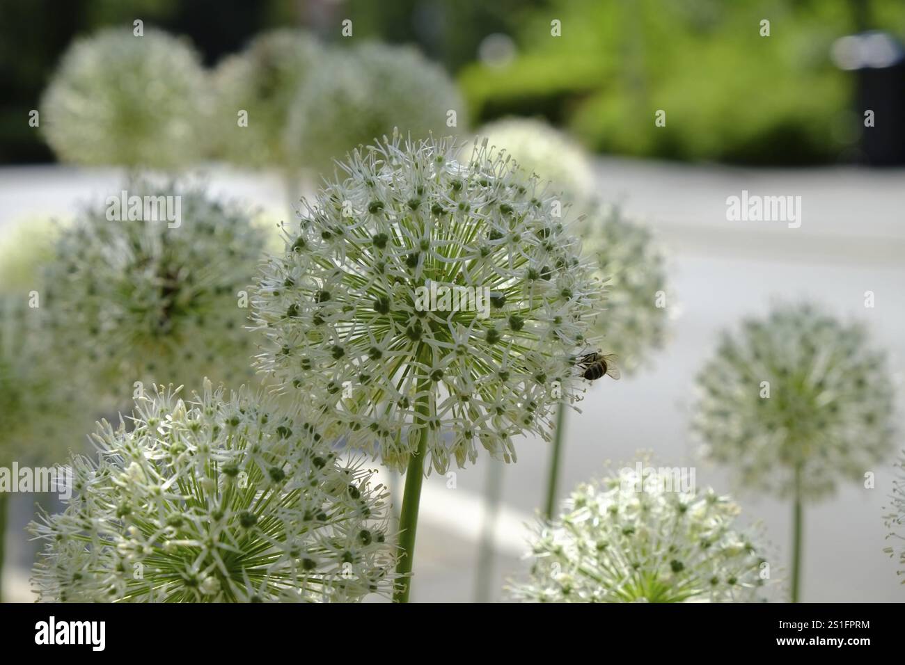 Group of white flowering ornamental leeks with large spherical flowers ...