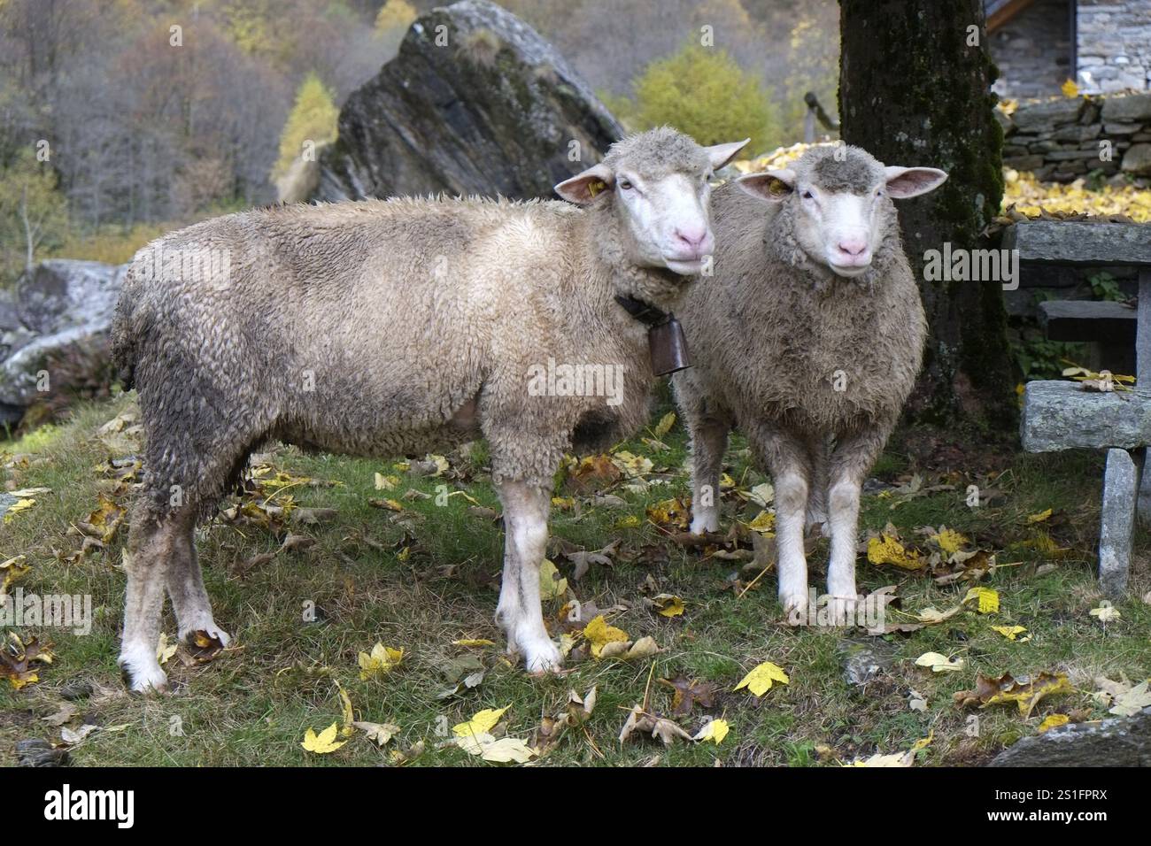Two lost sheep stand close together, giving each other protection and ...