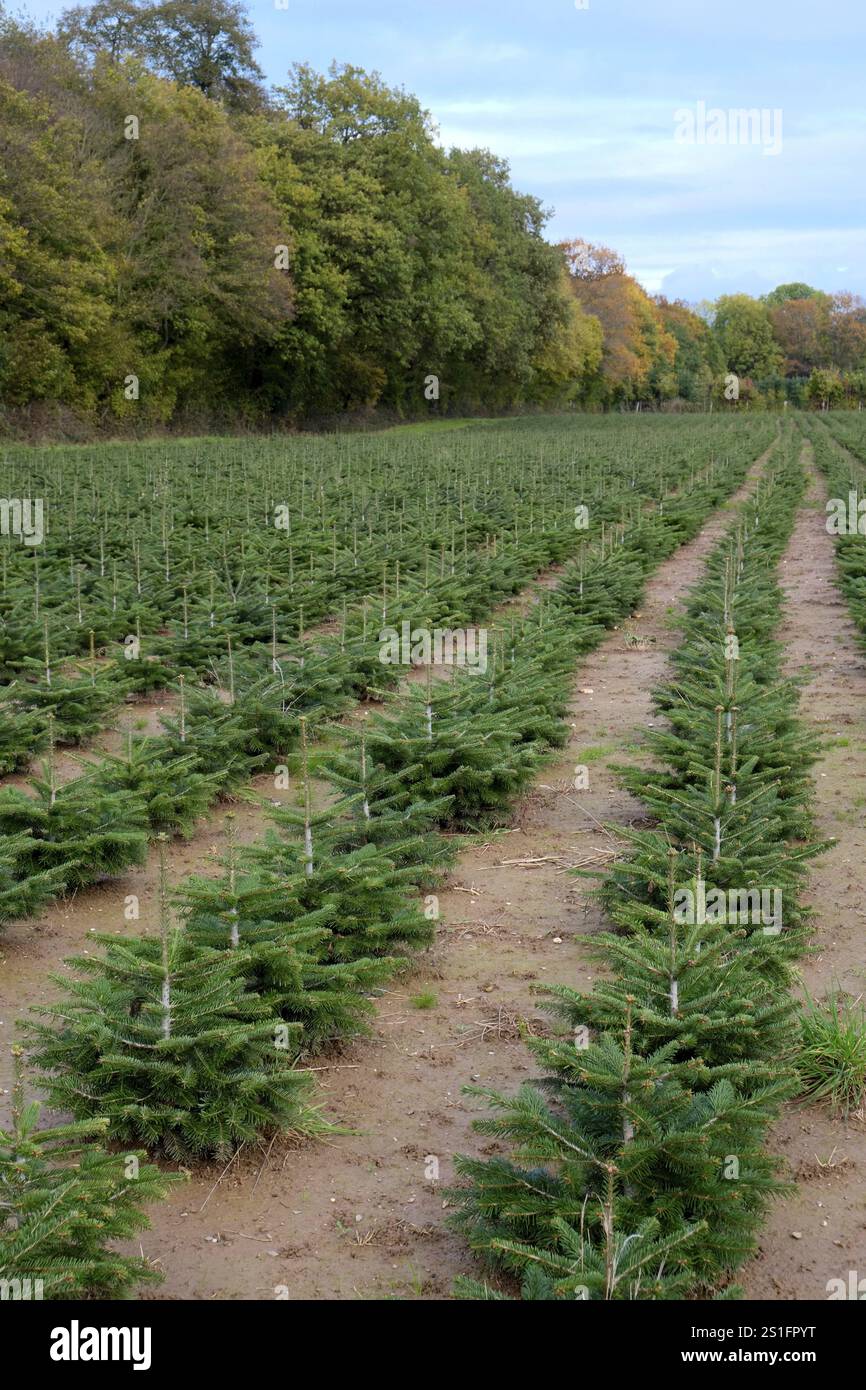 Trees planted in rows in a Christmas tree culture. Portrait format ...