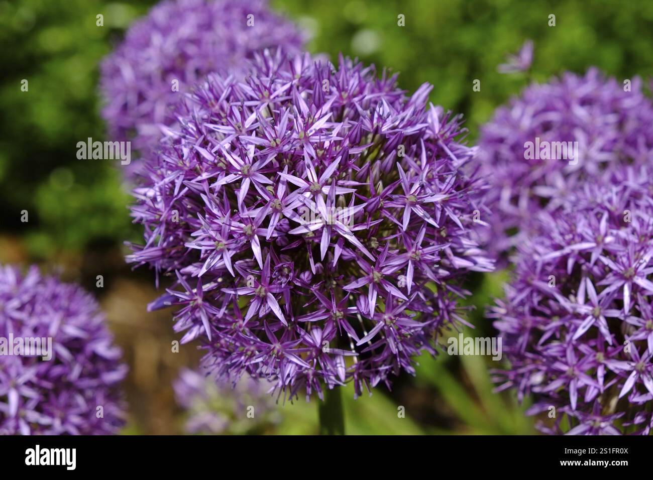 Purple-flowering ornamental leek, the large spherical flowers are made ...