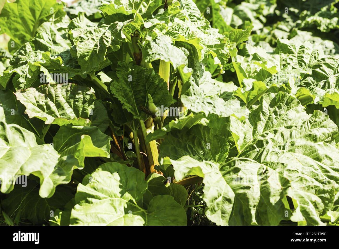 Large rhubarb leaves in detail Stock Photo - Alamy