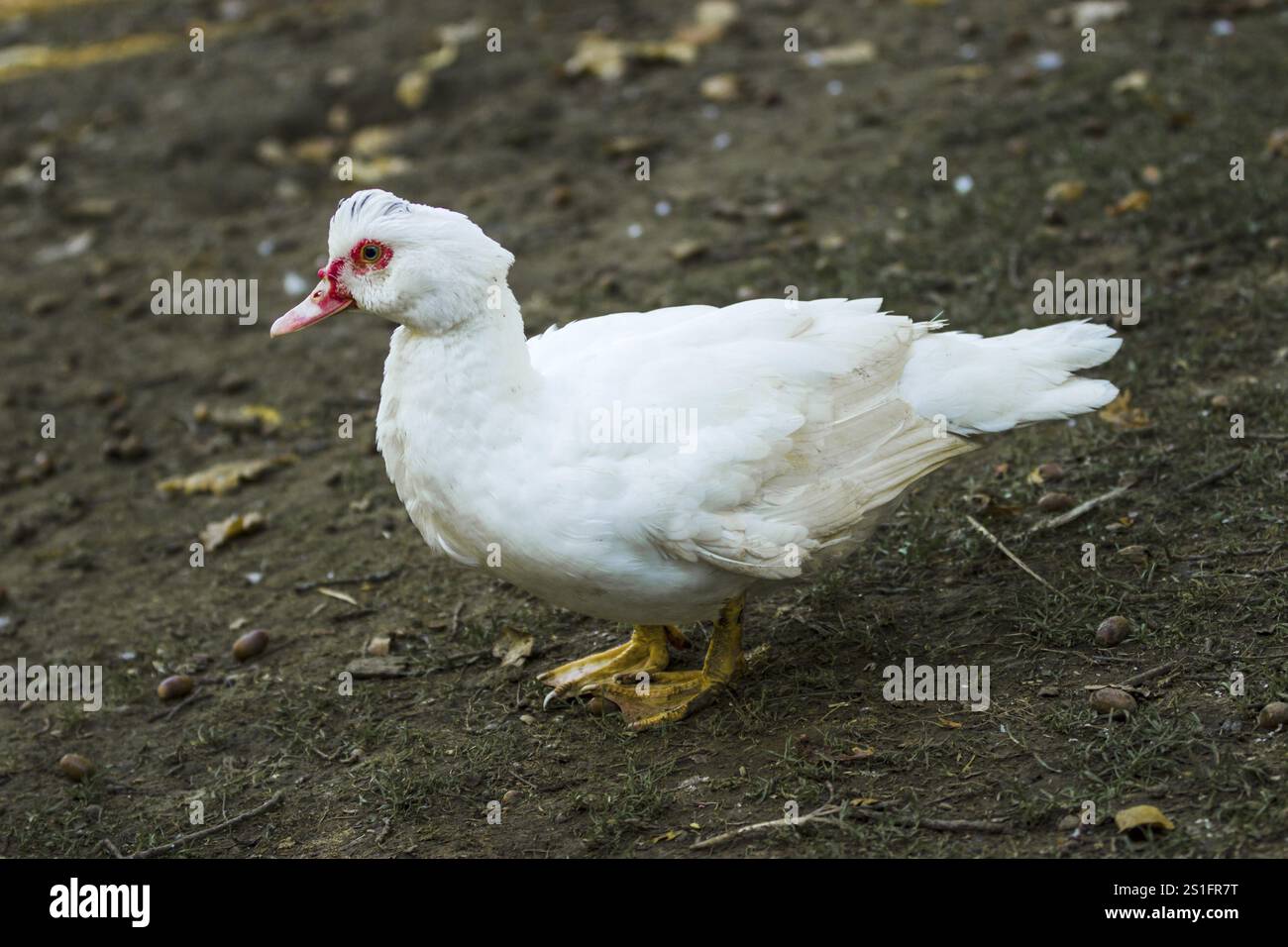 Breeding ducks in an outdoor enclosure Stock Photo - Alamy