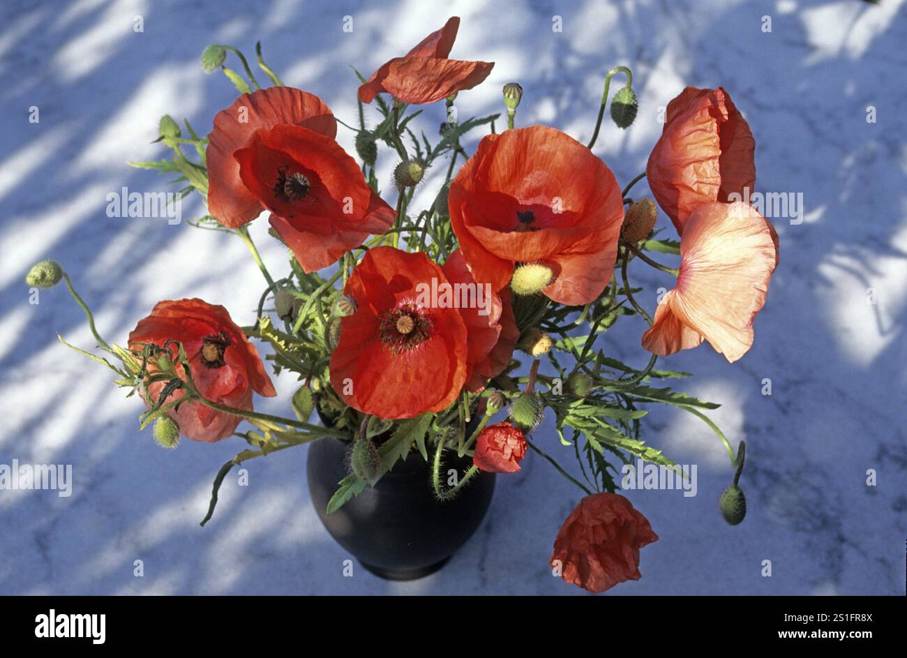 Country-style bouquet with red poppies in a black vase standing on a ...