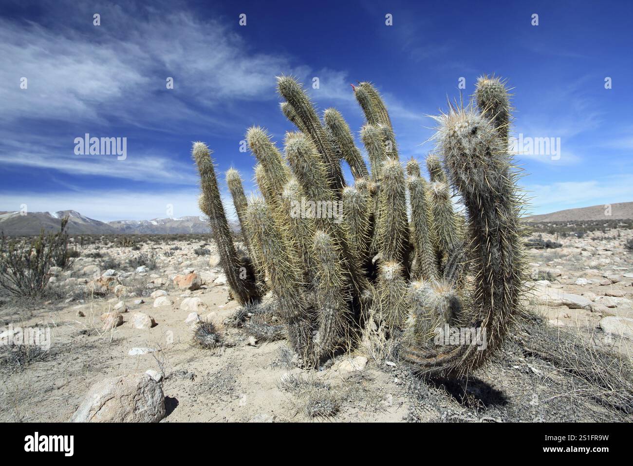 Oreocereus, cactus, Chile, South America Stock Photo - Alamy
