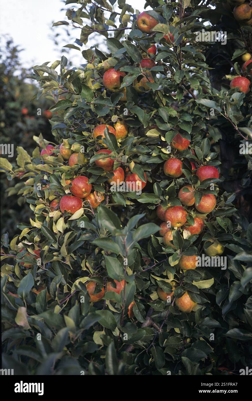 Rosy-cheeked apples in the branches of an apple tree. Rosy-cheeked ...