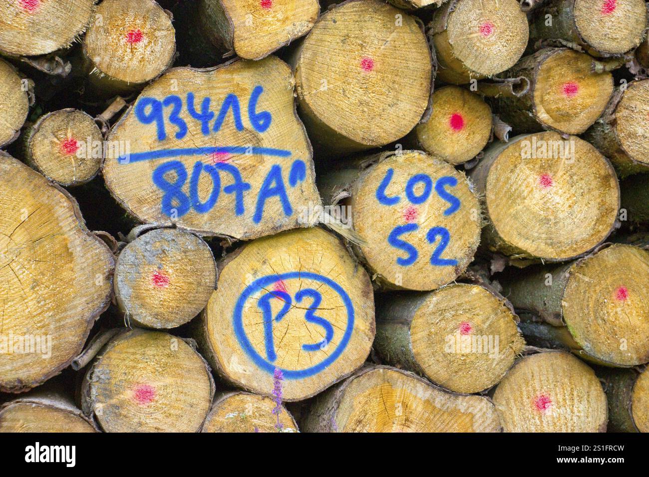 Stacked firewood marked after drawing lots Stock Photo - Alamy