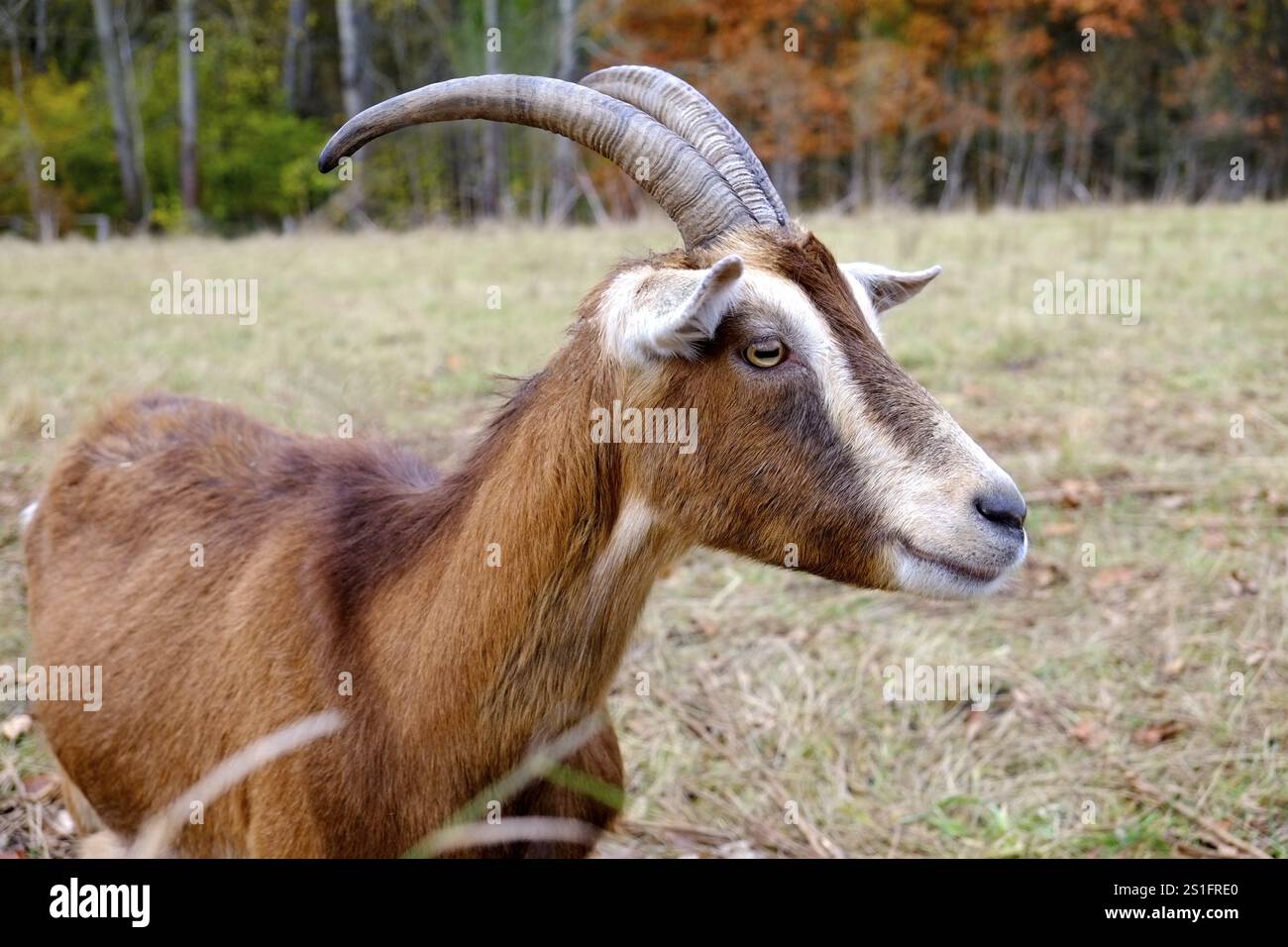 Goat with fawn-coloured fur, white facial markings and long, curved ...