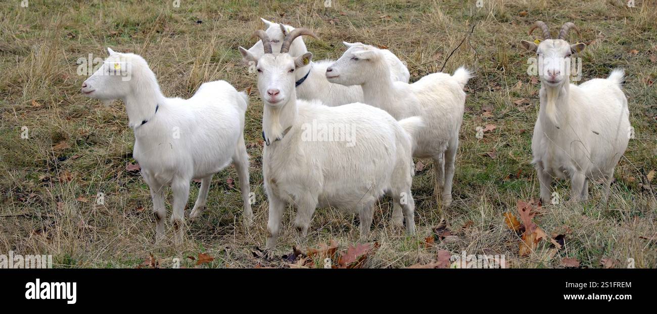 A group of goats with white fur attentively observe their surroundings ...