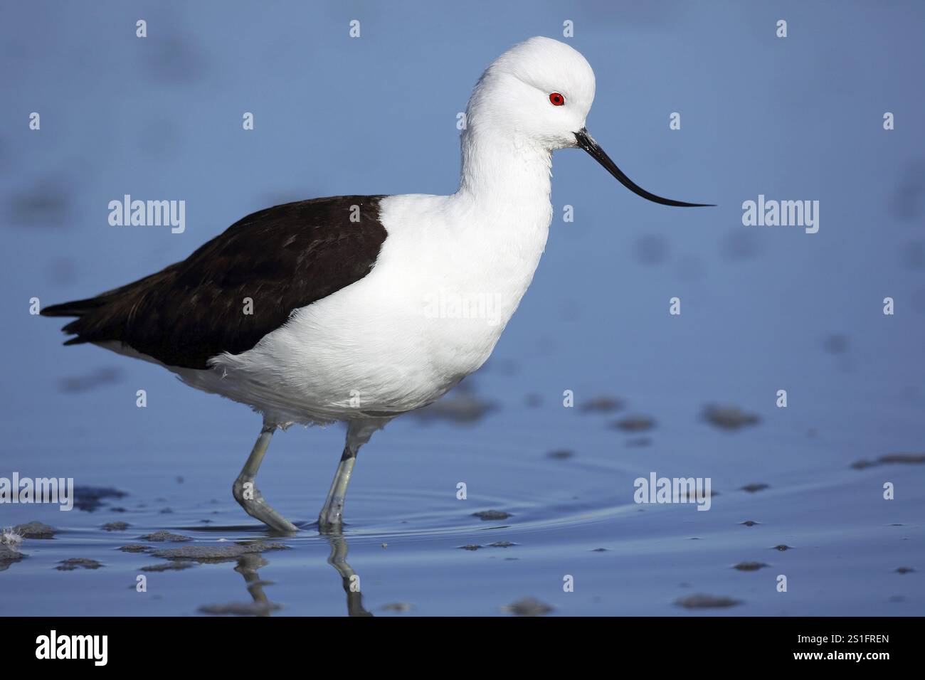 Recurvirostra andina hi-res stock photography and images - Alamy