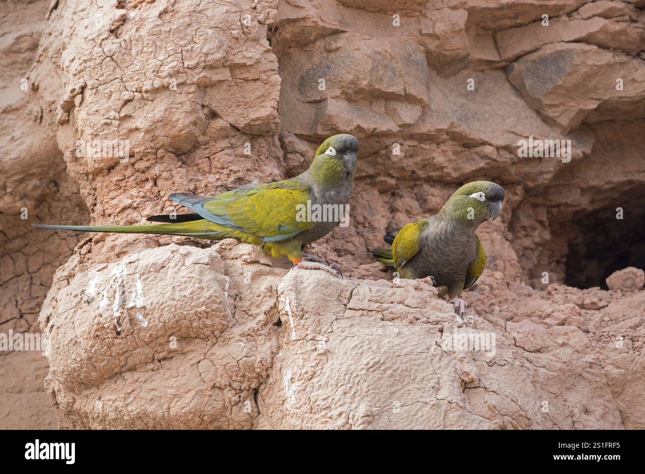 Rock Parakeet, Cyanoliseus patagonus, pair, Argentina, South America ...