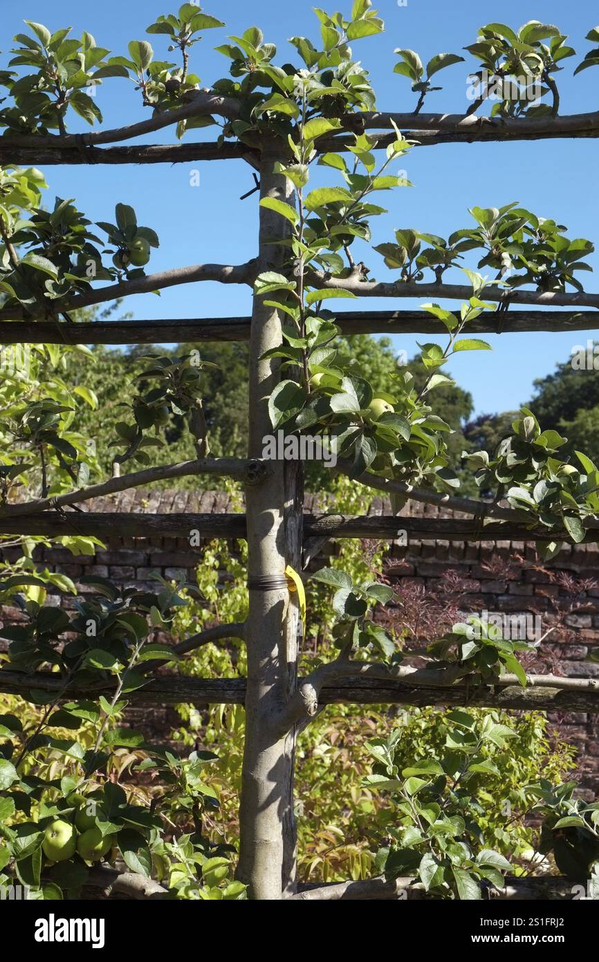 Apple tree as espalier fruit tree with horizontal shoots to the left ...