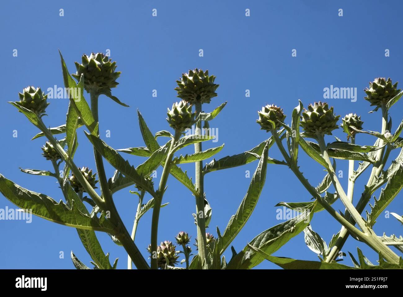 Firm stems support the inflorescences of the artichokes in front of a ...