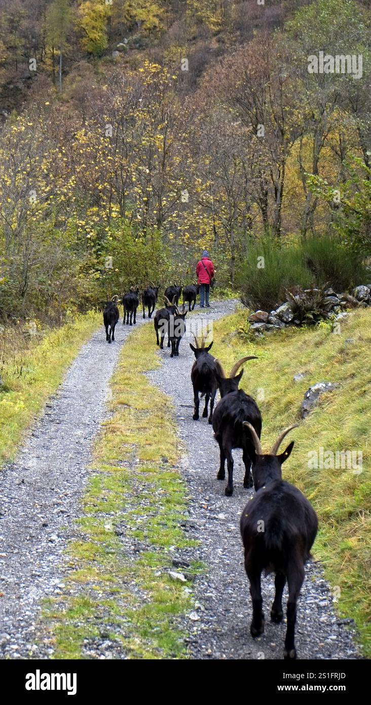 A herd of black goats with long curved horns trot obediently, one ...