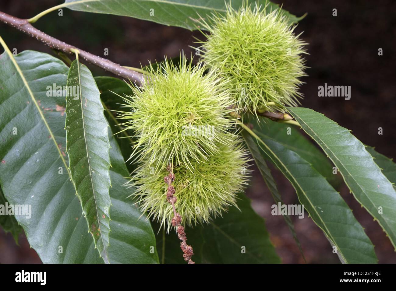 Light green, spiky fruit clusters of edible chestnuts on the tree ...