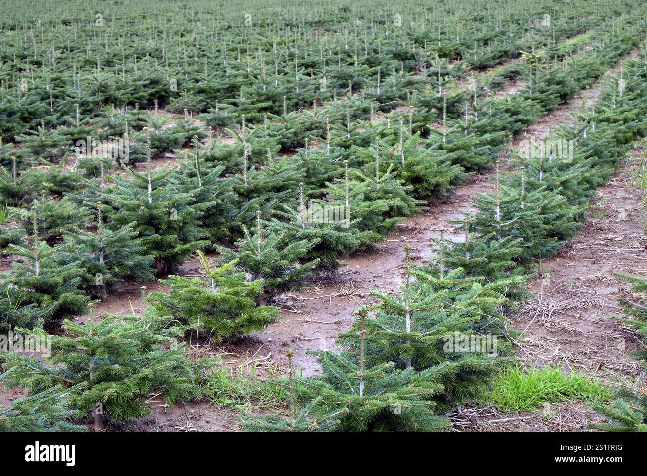 Trees planted in rows in a Christmas tree culture. Landscape format ...