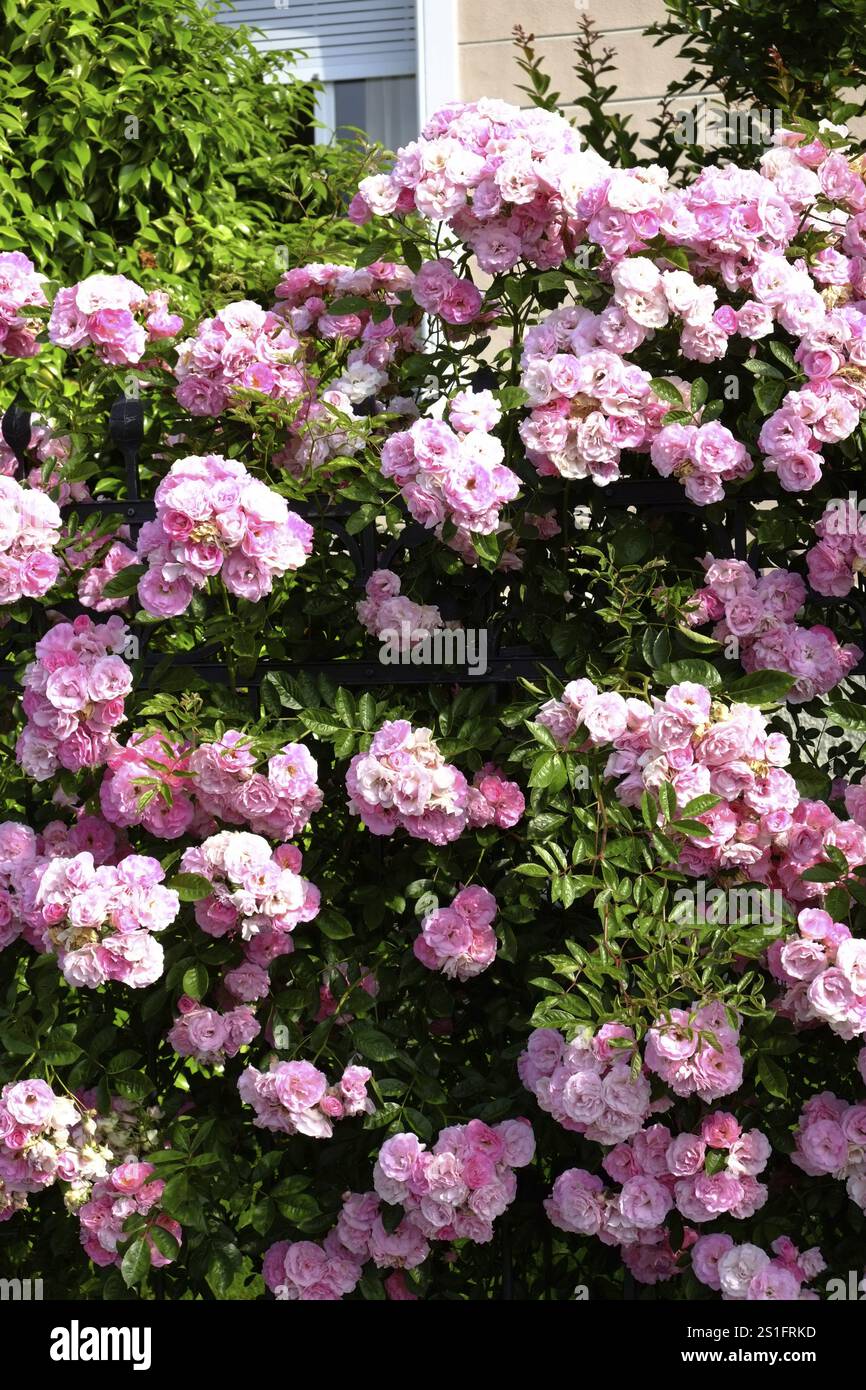 Pink climbing roses overgrow a wrought iron fence as a climbing aid ...
