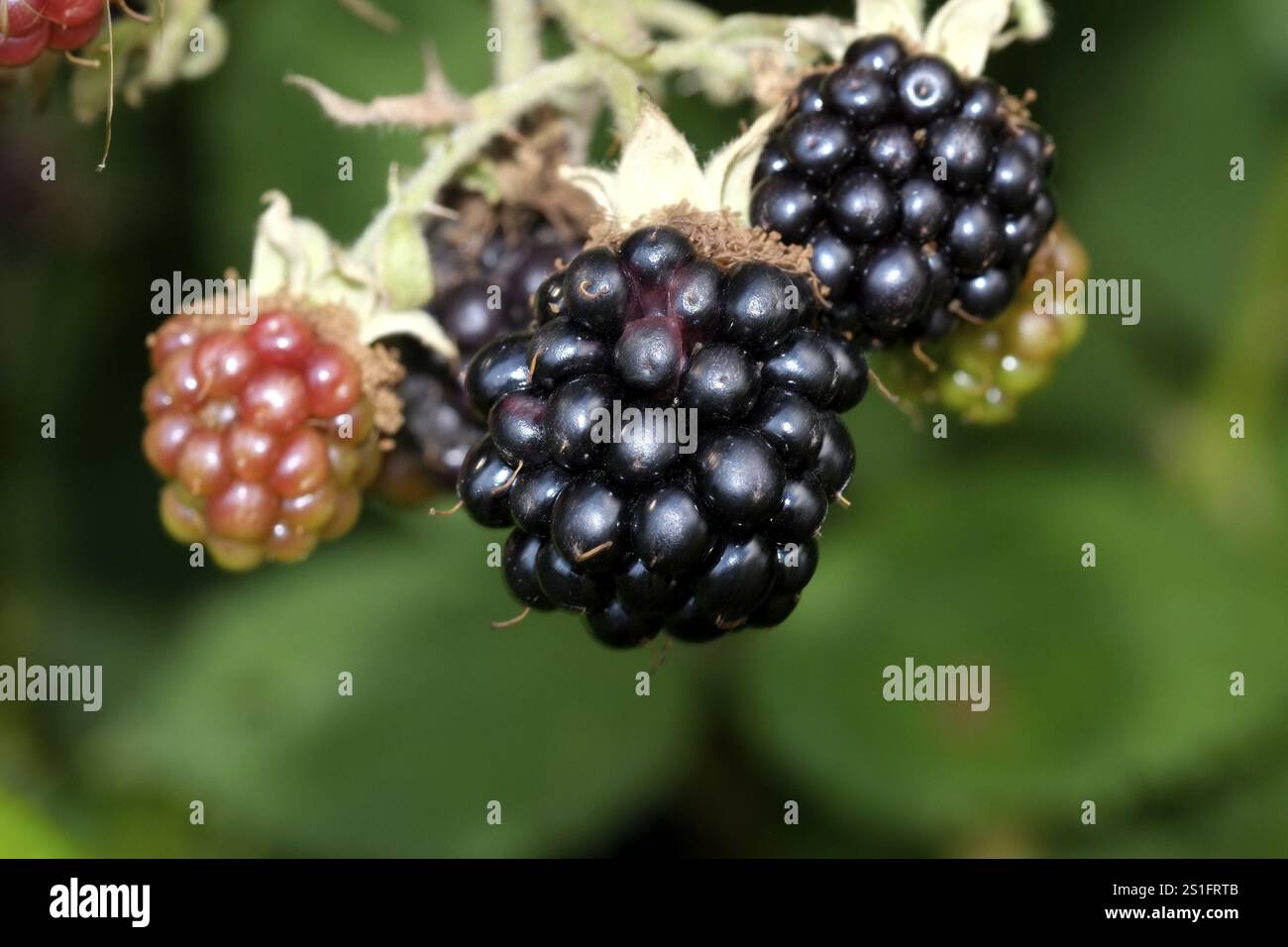 Blackberries at different stages of ripeness. Close-up, landscape ...