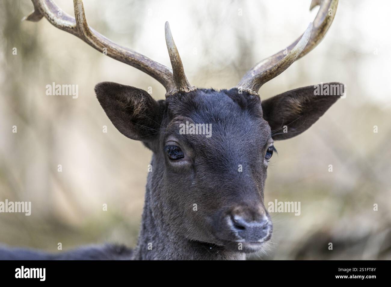 Fallow deer (Dama dama), portrait, male, captive, Landsberg am Lech ...