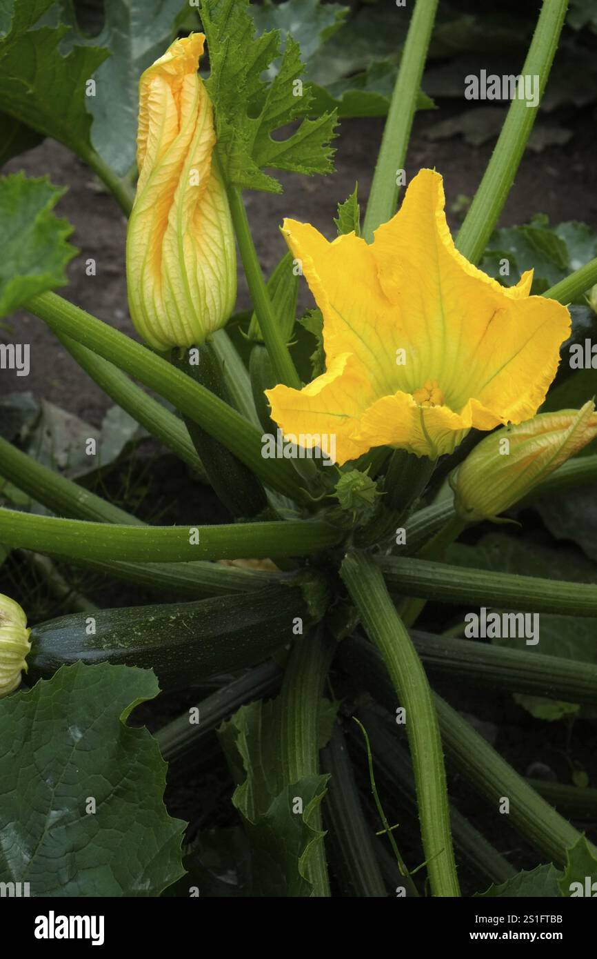Courgette plant with different flower blossoms and fruit development in ...